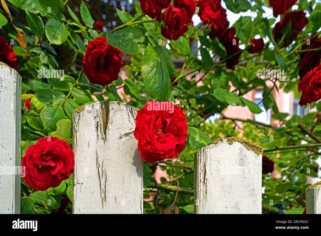 Rosen strasse hi-res stock photography and images - Alamy