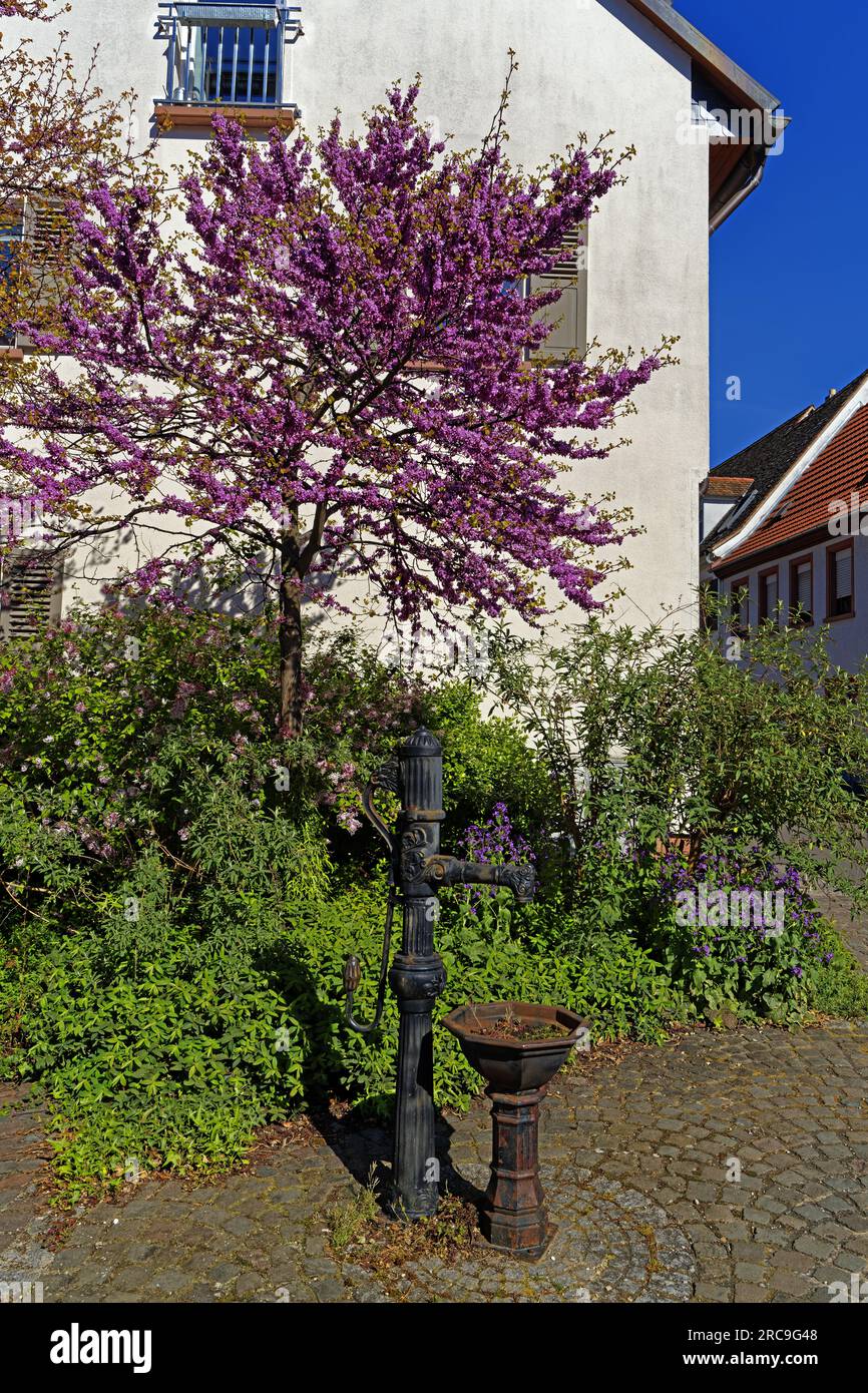 Lila brunnen hi-res stock photography and images - Alamy