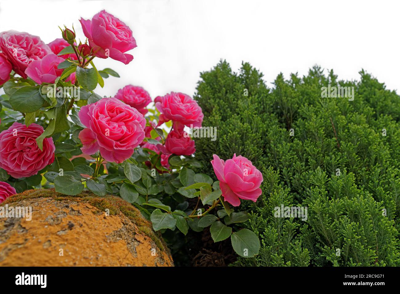 Rosen strasse hi-res stock photography and images - Alamy