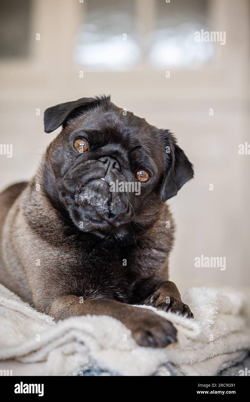Portrait einer 3 Jahre alten Mops-Hündin mit der seltenen Fellfarbe ...