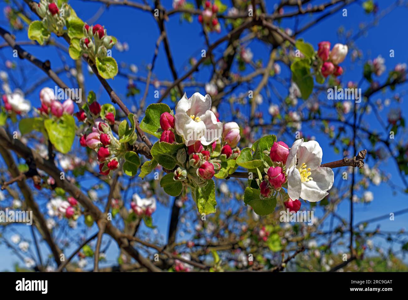 Apfelbaum pflanzen hi-res stock photography and images - Alamy