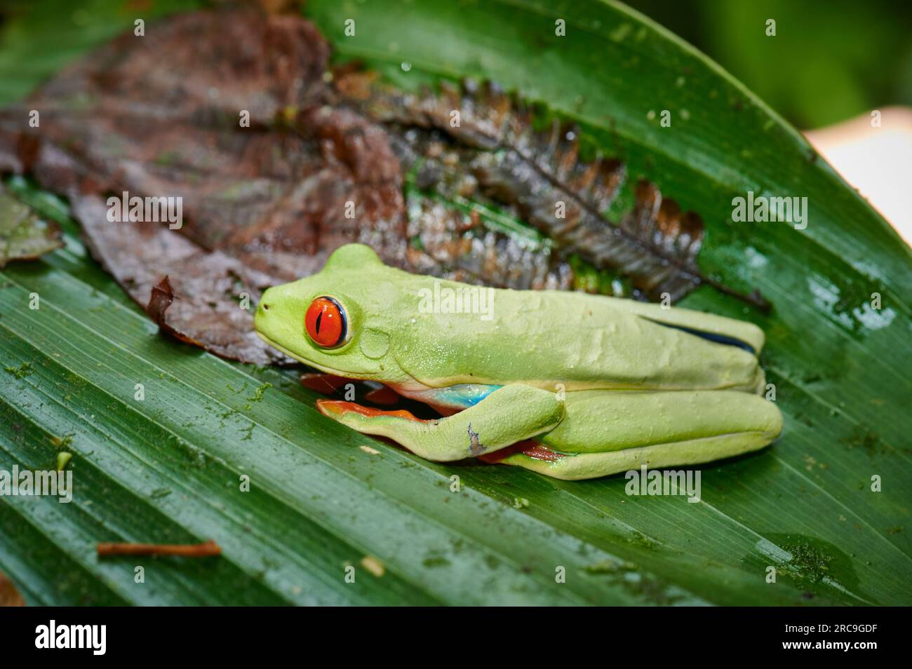 Rotaugenlaubfrosch (Agalychnis callidryas), Parque Nacional Volcán ...