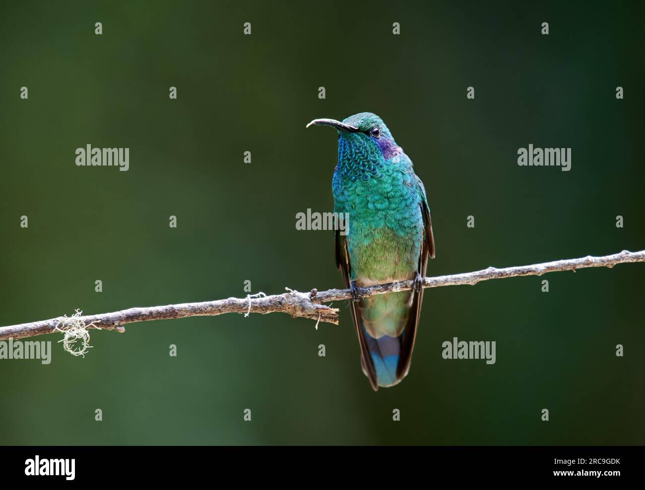 Berg-Veilchenohrkolibri (Colibri cyanotus), San Gerardo de Dota, Costa ...