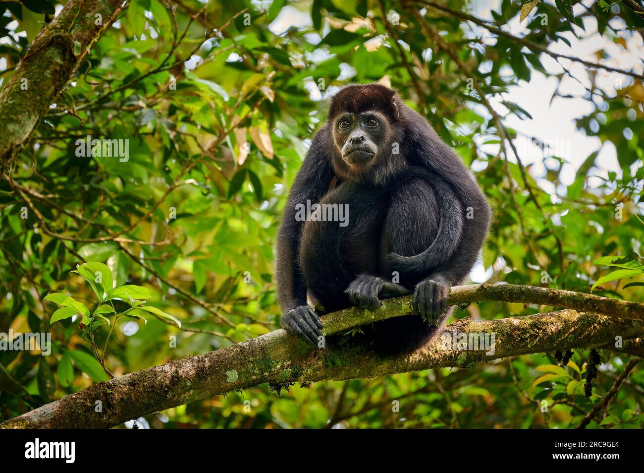 Mantelbrüllaffe (Alouatta palliata), Nationalpark Braulio Carrillo ...