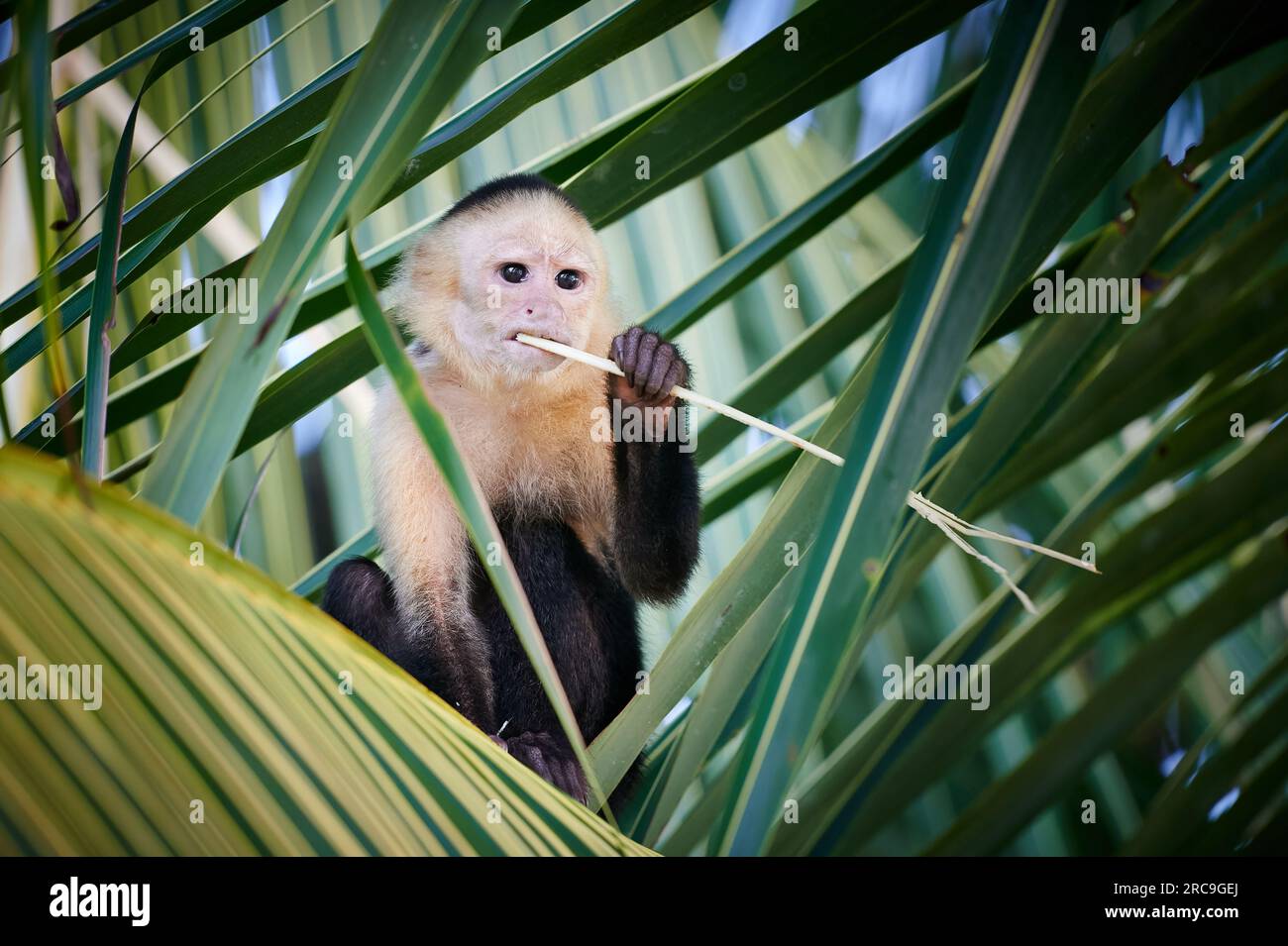 Panama-Kapuzineraffe (Cebus imitator), Nationalpark Corcovado, Osa ...