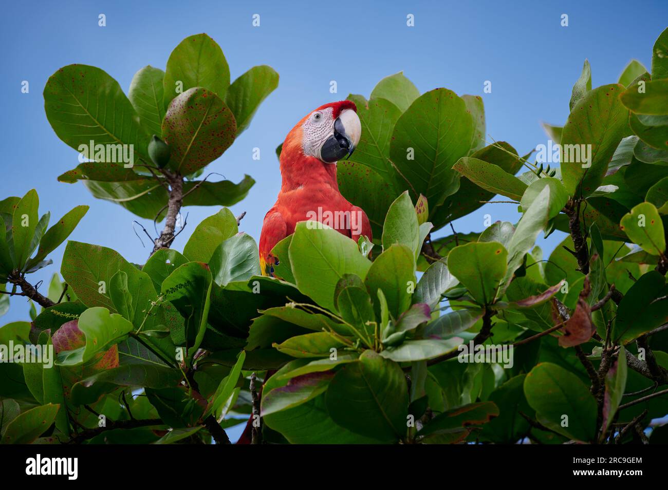 Hellrote Ara (Ara macao), auch Arakanga genannt, Nationalpark Corcovado ...