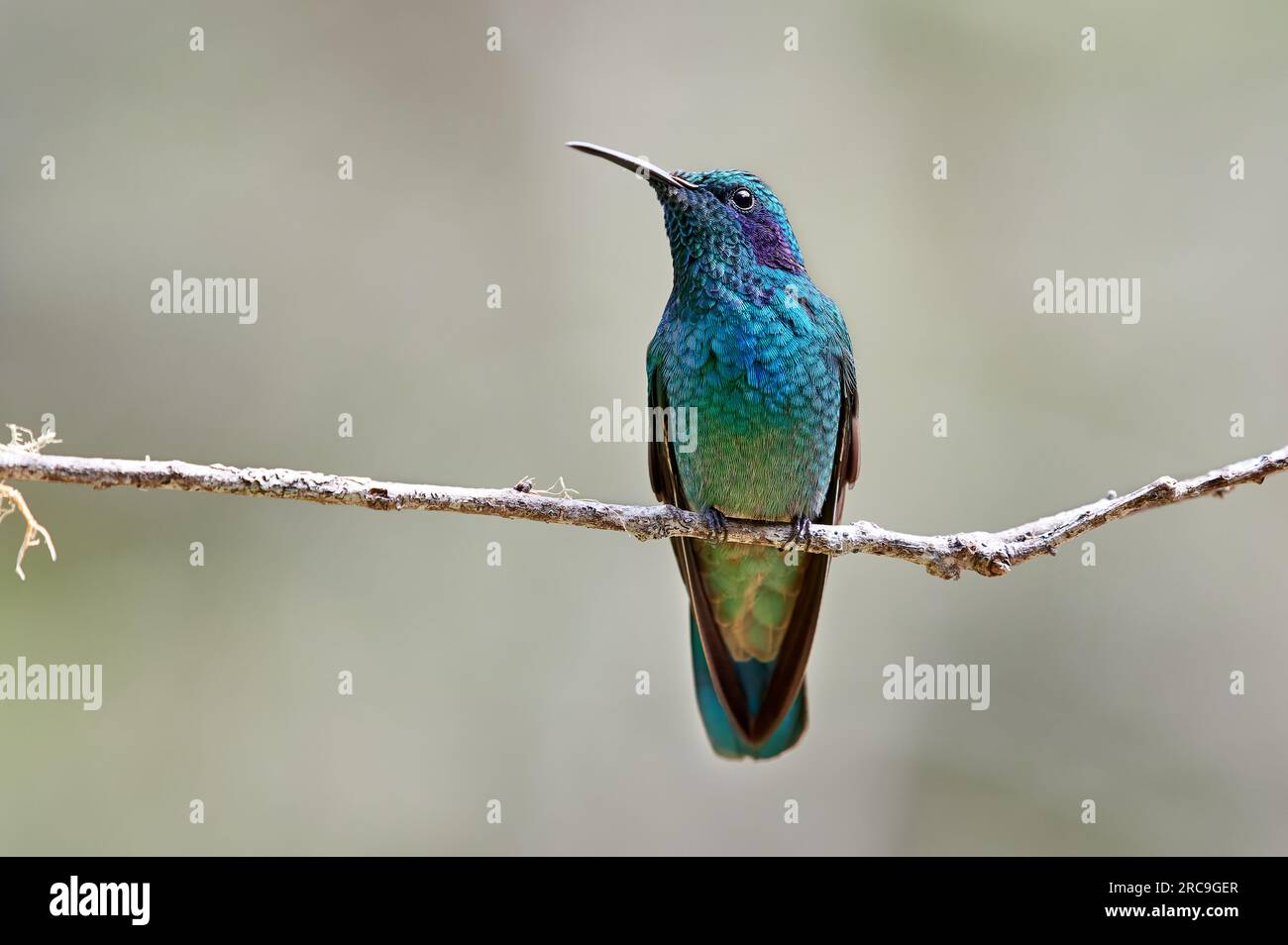 Colibrí de américa central hi-res stock photography and images - Alamy