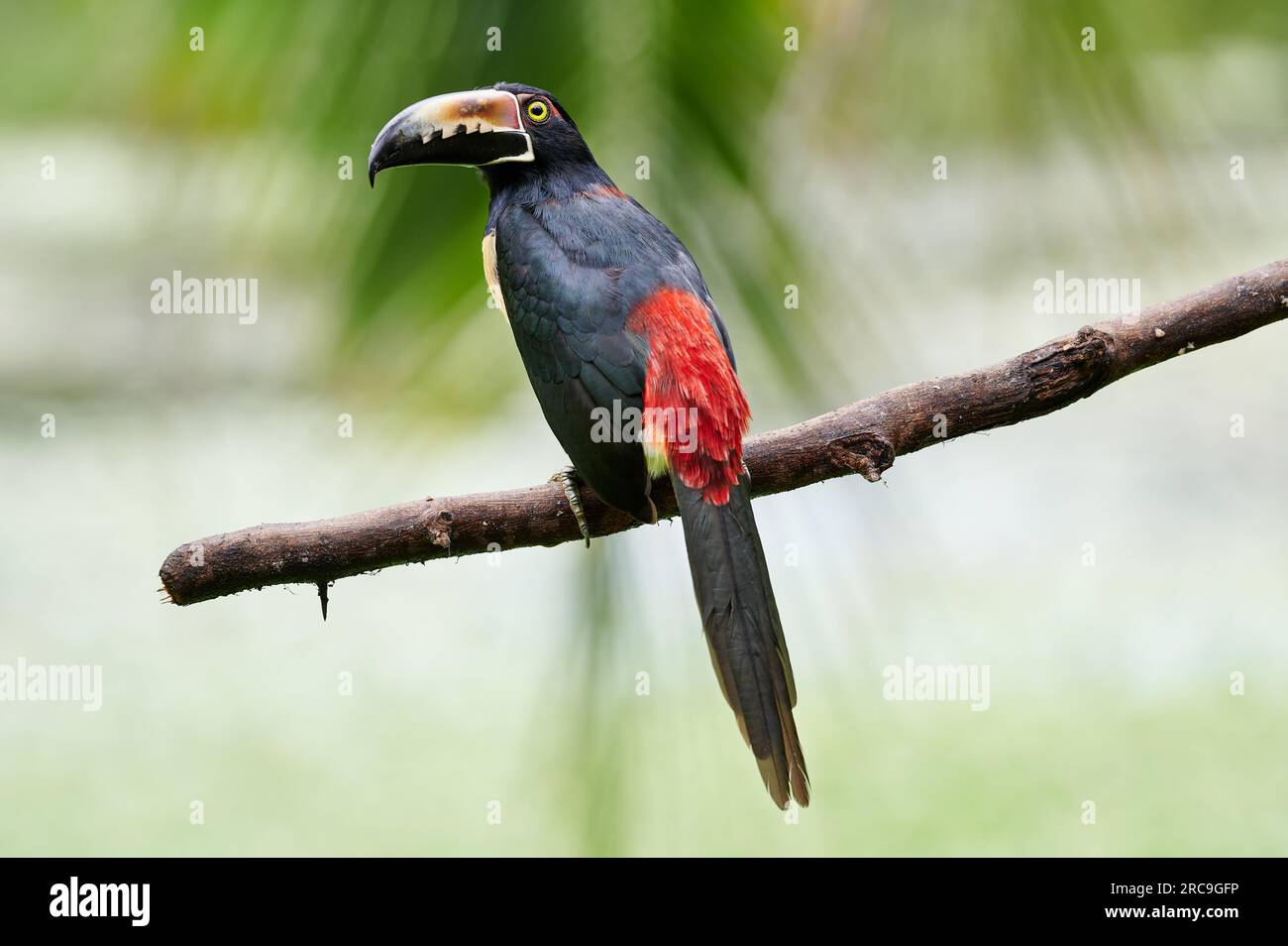 Halsbandarassari (Pteroglossus torquatus), Maquenque Eco Lodge, Costa ...