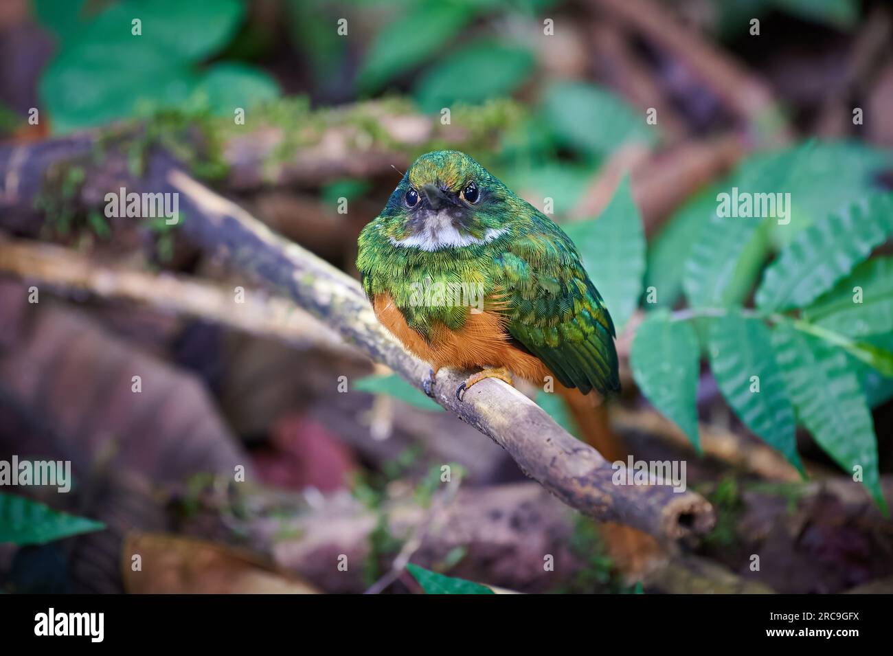 Rotschwanzjakamar (Galbula ruficauda), Nationalpark Braulio Carrillo ...