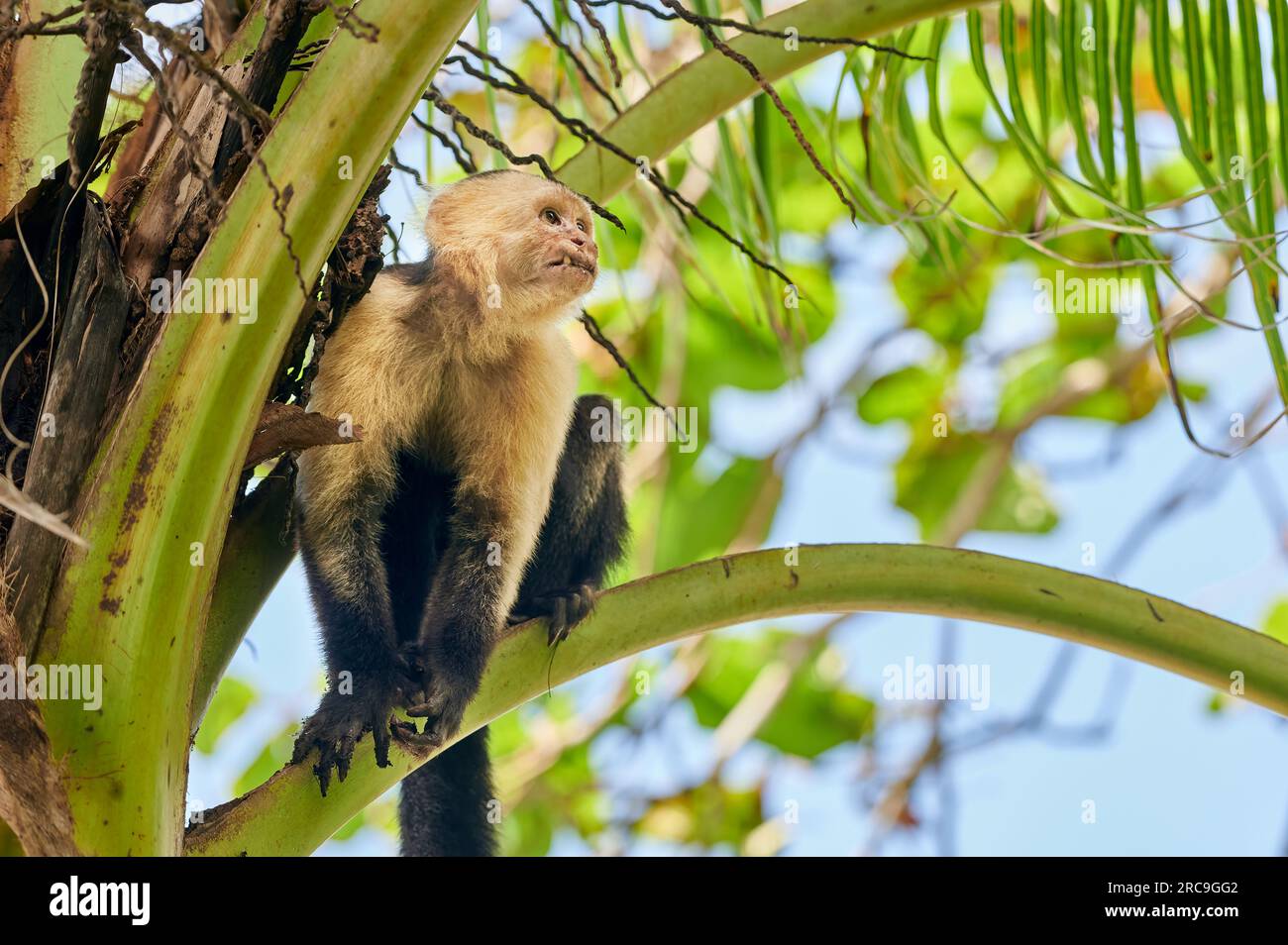 Panama-Kapuzineraffe (Cebus imitator), Nationalpark Corcovado, Osa ...