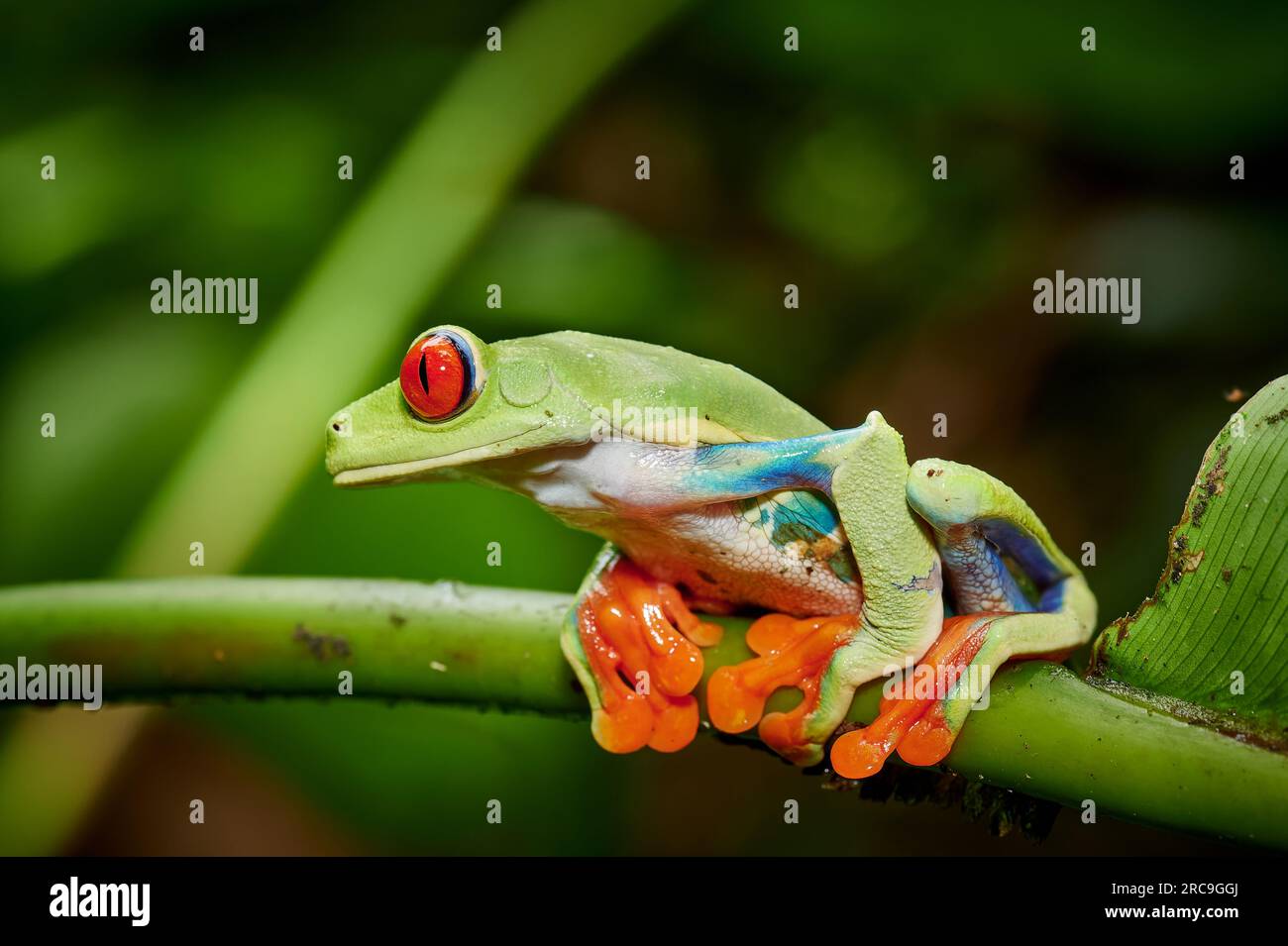 Rotaugenlaubfrosch (Agalychnis callidryas), Parque Nacional Volcán ...