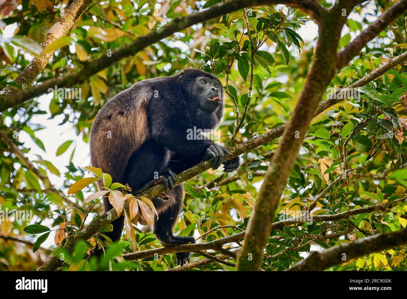 Mantelbrüllaffe (Alouatta palliata), Nationalpark Braulio Carrillo ...