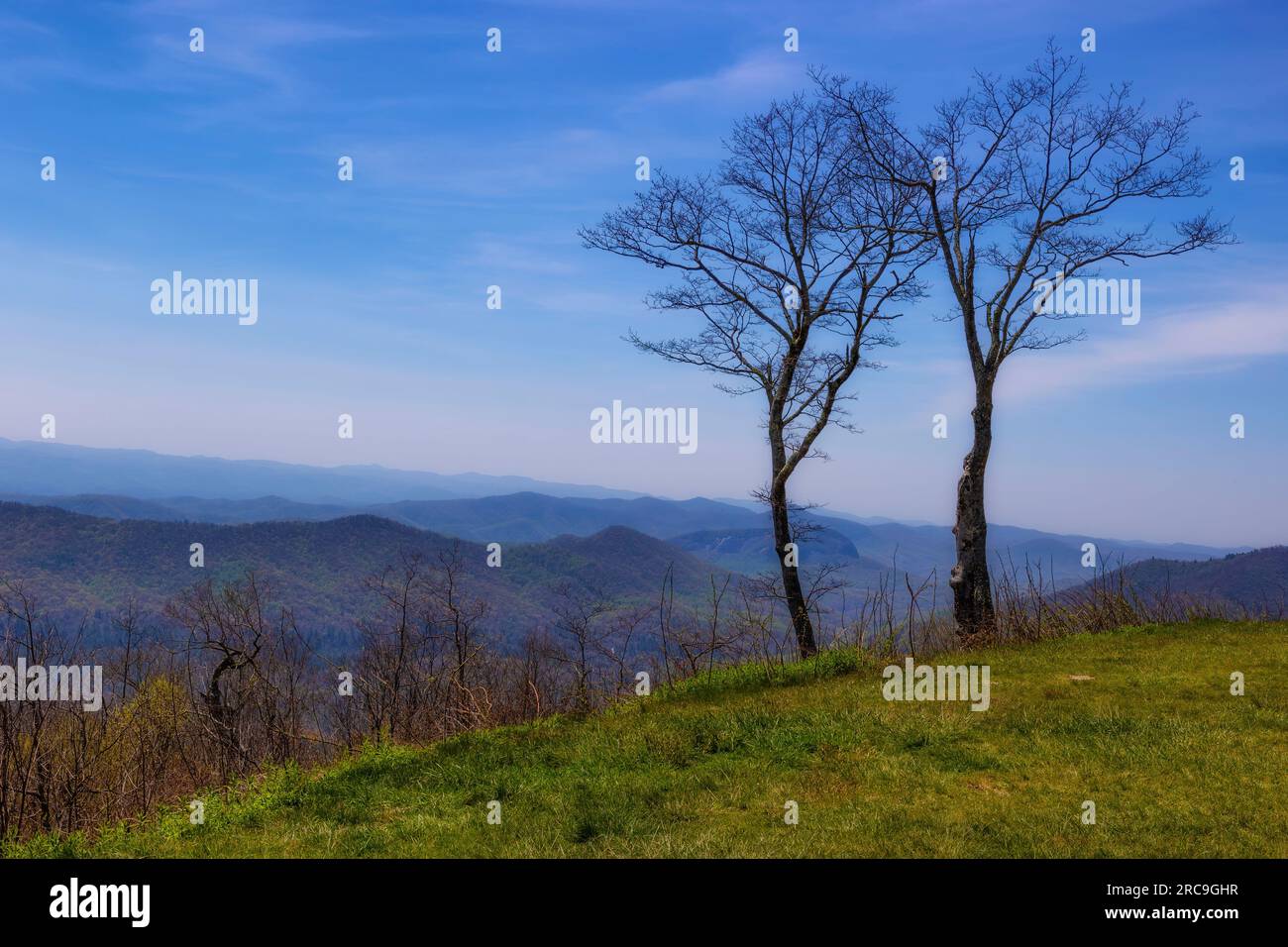Morning view of trees and mountain ranges seen from Blue Ridge Parkway ...