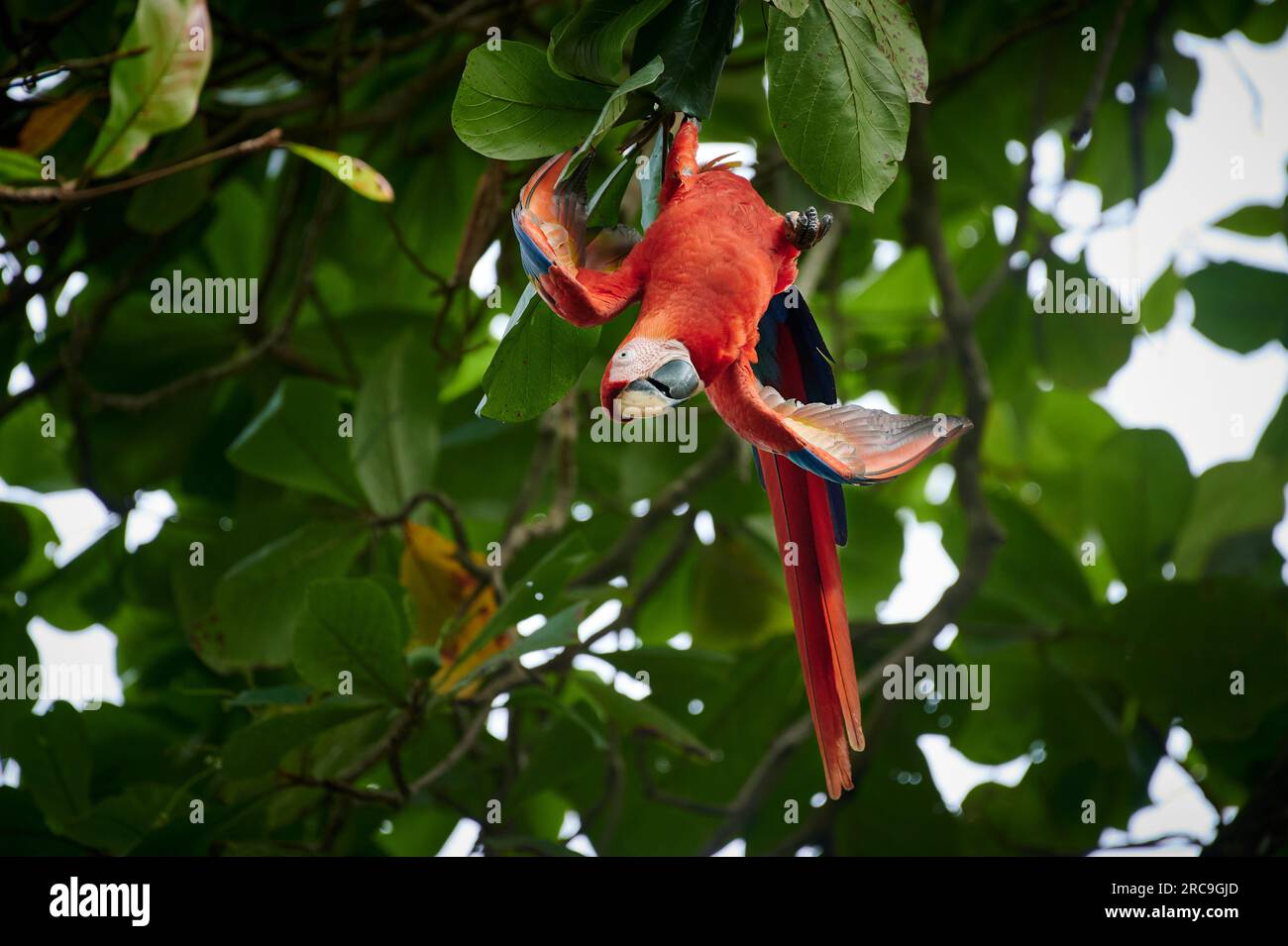 Corcovado papagei hi-res stock photography and images - Alamy