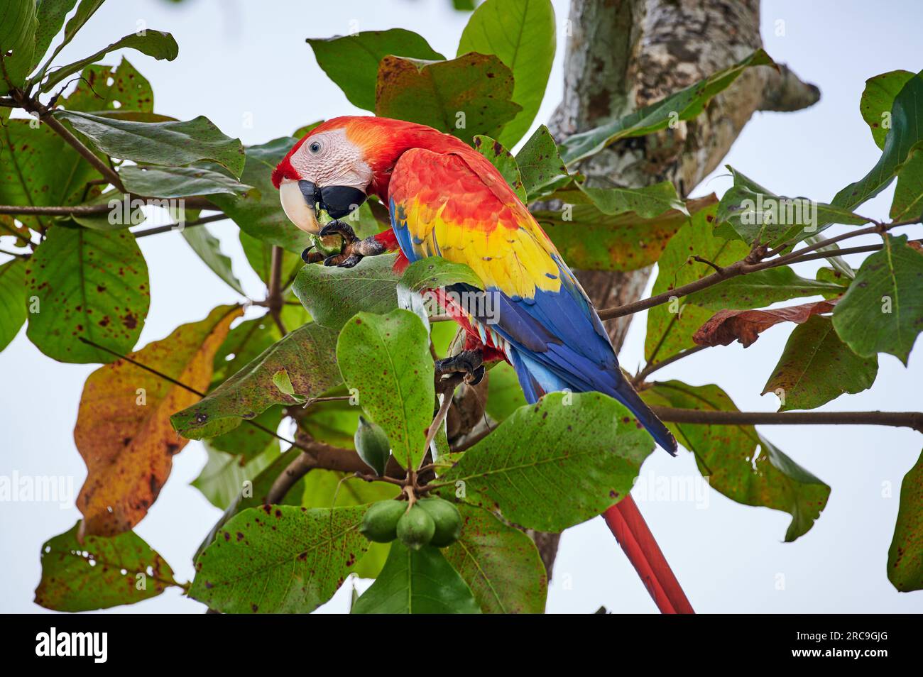 Hellrote Ara (Ara macao), auch Arakanga genannt, Nationalpark Corcovado ...