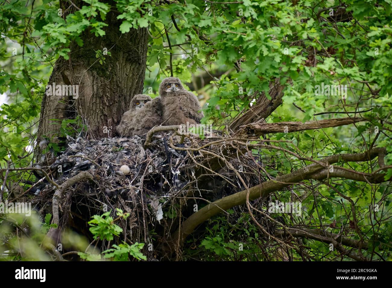 Uhu (Bubo bubo), Kueken in einem Nest auf einem Baum , Heinsberg ...