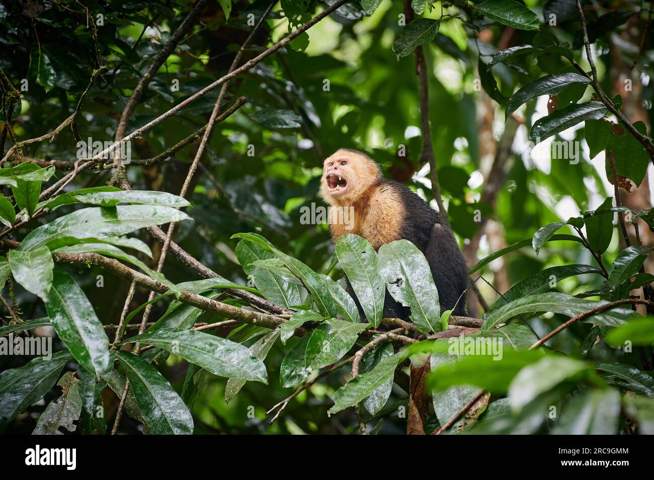 Dschungel panama hi-res stock photography and images - Alamy