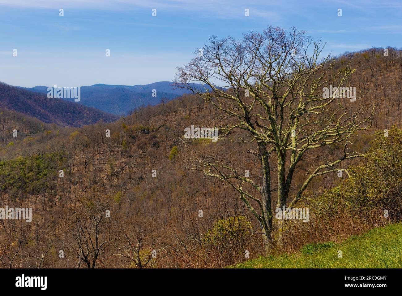 Morning view of trees and mountain ranges seen from Blue Ridge Parkway ...