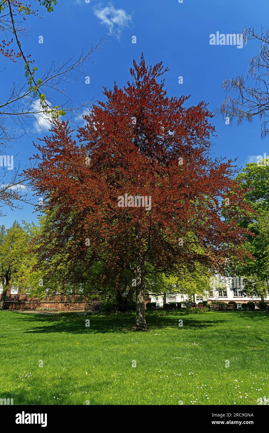 Heylshofpark hi-res stock photography and images - Alamy