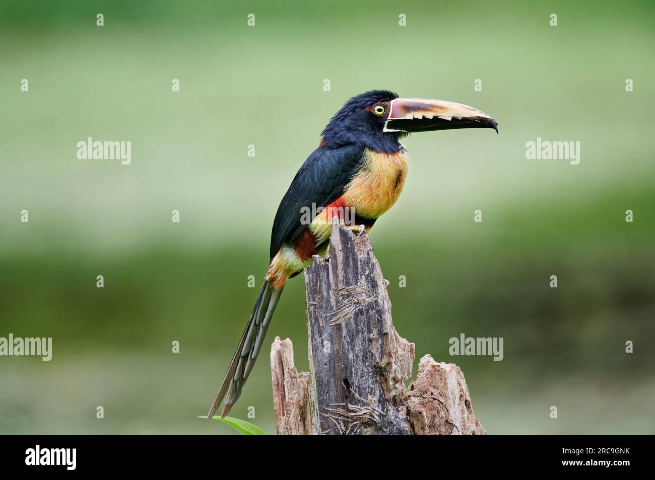 Halsbandarassari (Pteroglossus torquatus), Maquenque Eco Lodge, Costa ...