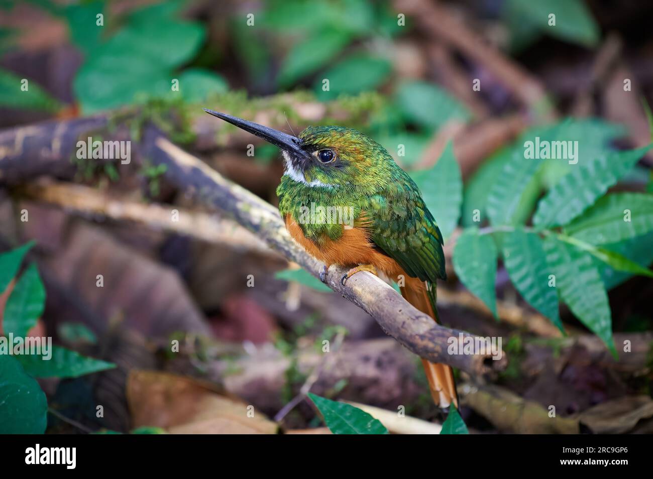 Rotschwanzjakamar (Galbula ruficauda), Nationalpark Braulio Carrillo ...