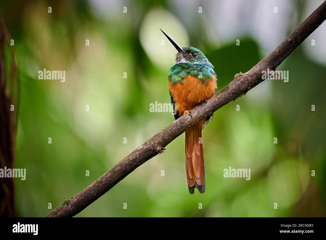 Rotschwanzjakamar (Galbula ruficauda), Nationalpark Braulio Carrillo, Costa Rica, Zentralamerika ...