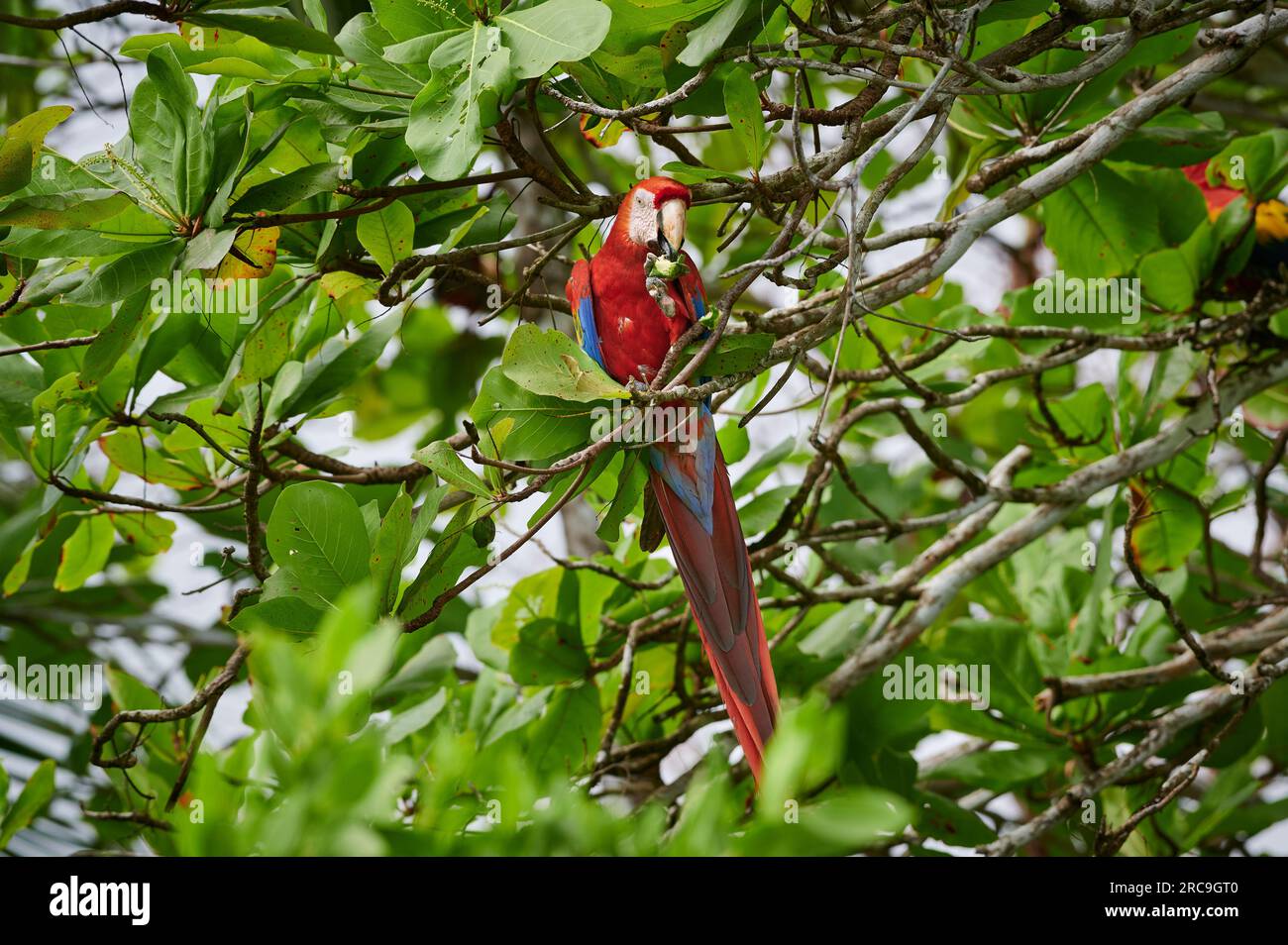 Hellrote Ara (Ara macao), auch Arakanga genannt, Nationalpark Corcovado ...