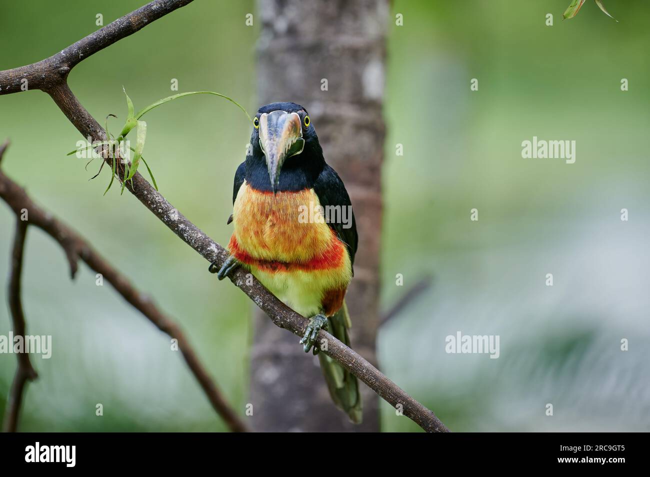Halsbandarassari (Pteroglossus torquatus), Maquenque Eco Lodge, Costa ...