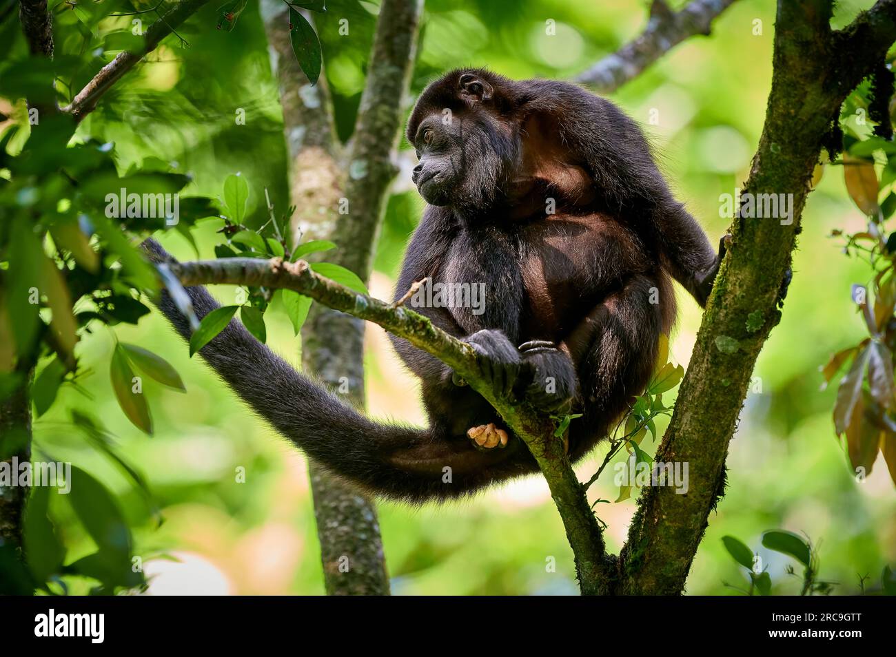Mantelbrüllaffe (Alouatta palliata), Nationalpark Braulio Carrillo ...