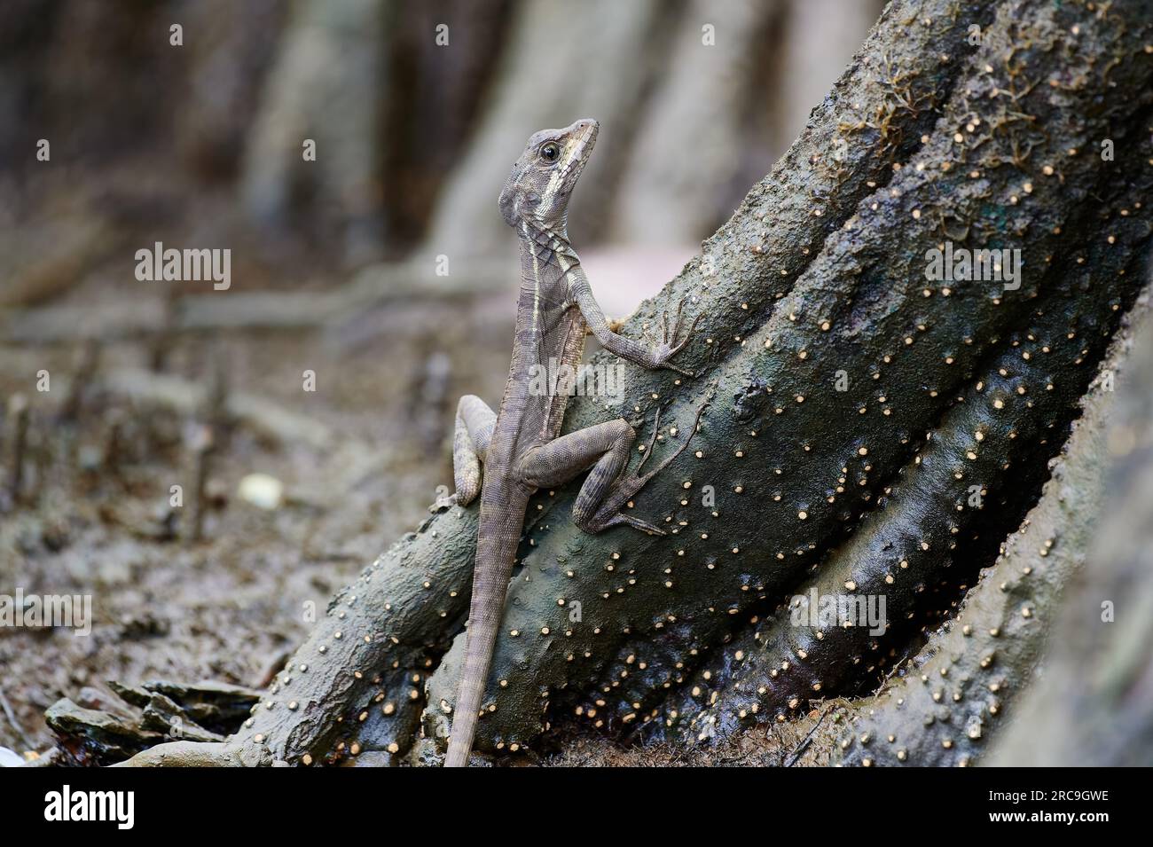 Helmbasilisk (Basiliscus basiliscus), Sierpe, Nationalpark Corcovado ...