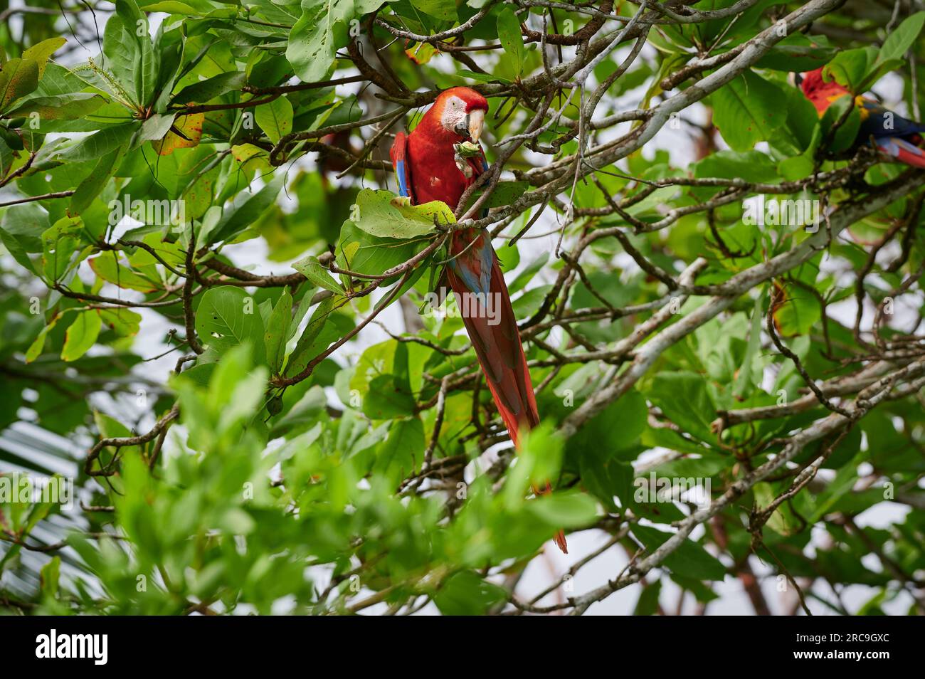 Hellrote Ara (Ara macao), auch Arakanga genannt, Nationalpark Corcovado ...
