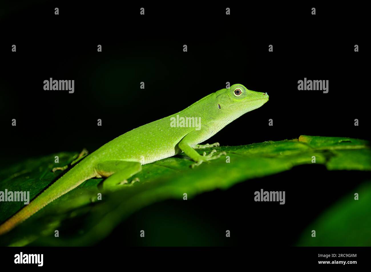 Green Tree Anole (Norops biporcatus), Uvita, Costa Rica, Zentralamerika ...
