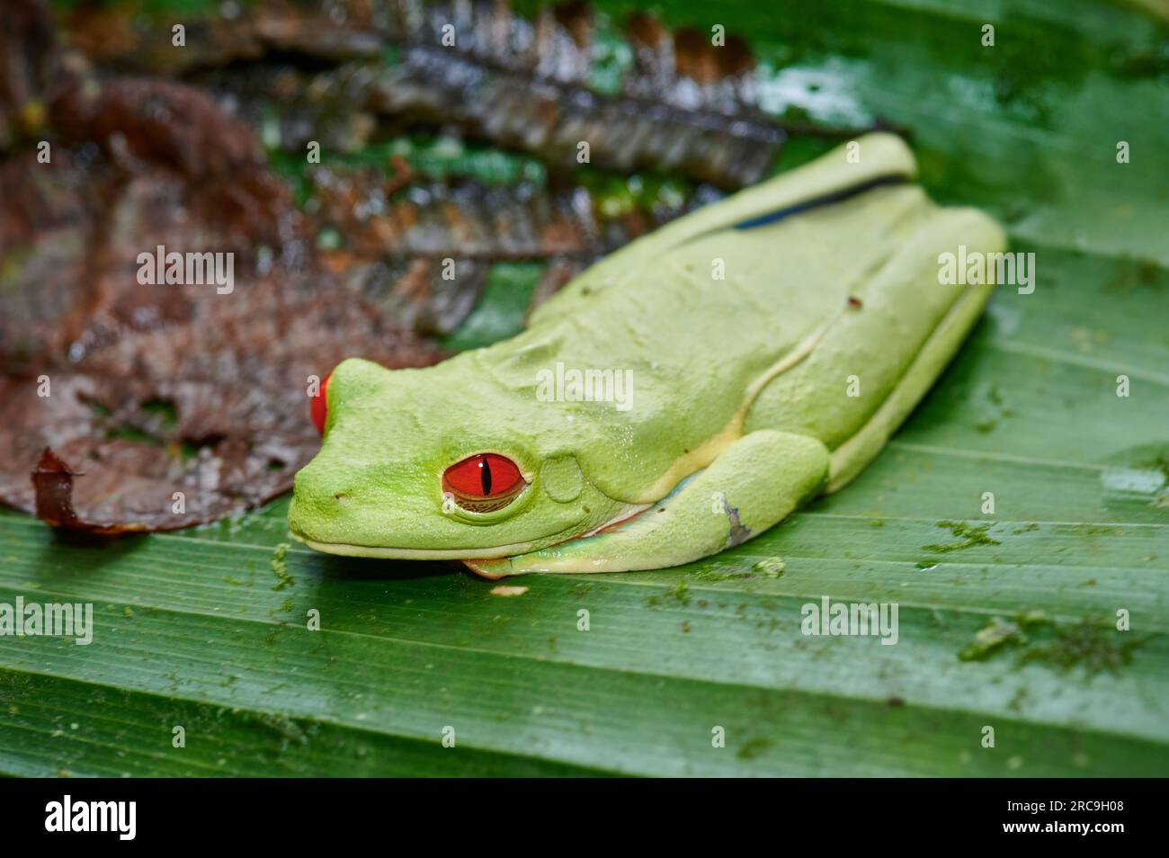 Rotaugenlaubfrosch (Agalychnis callidryas), Parque Nacional Volcán ...