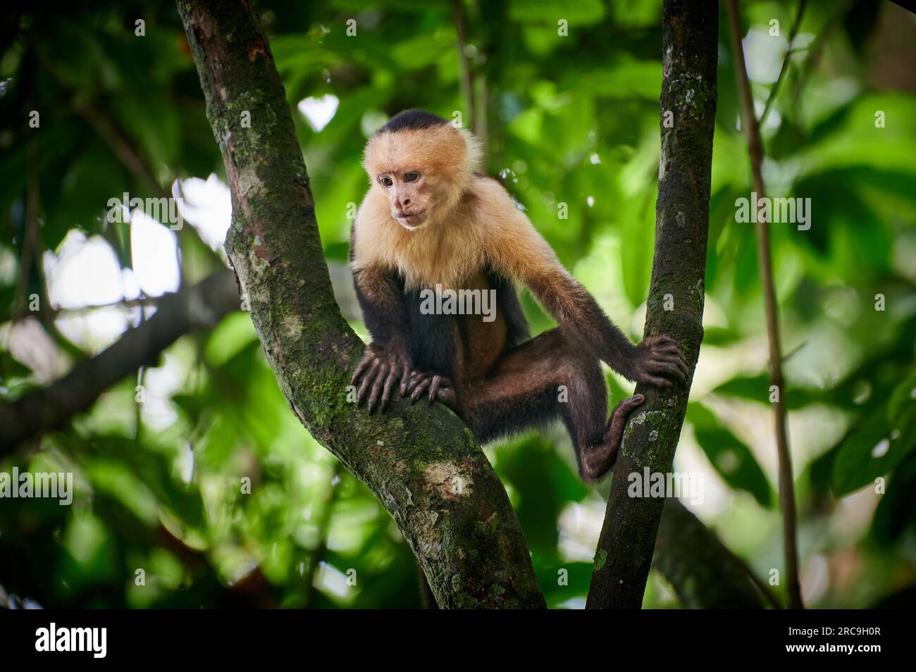 Panama-Kapuzineraffe (Cebus imitator), Nationalpark Corcovado, Osa ...