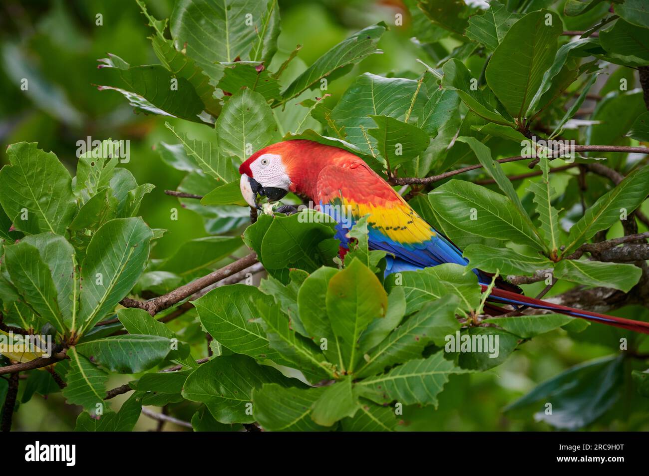 Corcovado papagei hi-res stock photography and images - Alamy