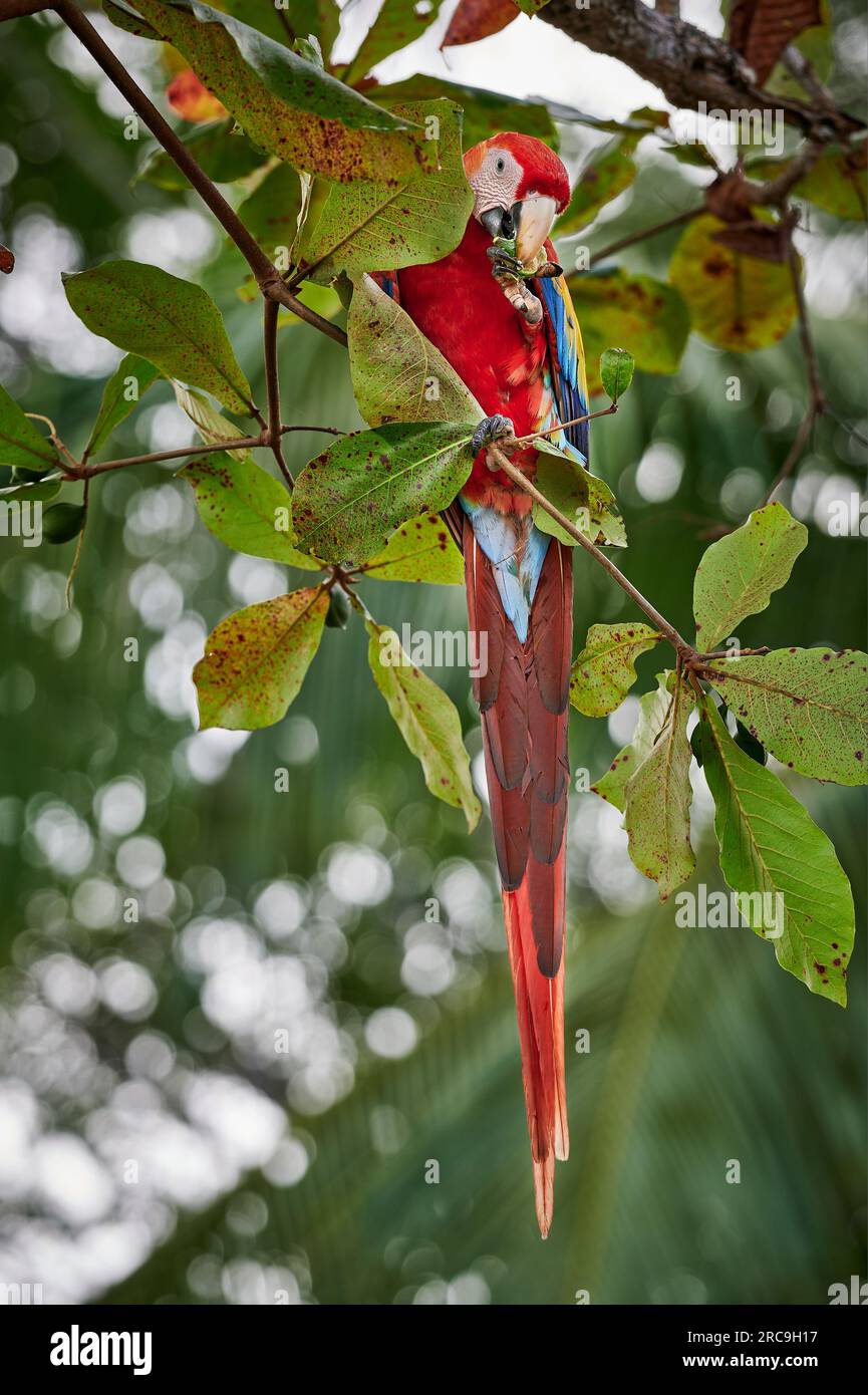 Hellrote Ara (Ara macao), auch Arakanga genannt, Nationalpark Corcovado ...