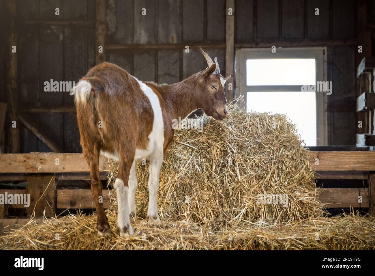Junge Ziege steht auf Heuballen im Stall und wendet dem Kopf zur Kamera ...