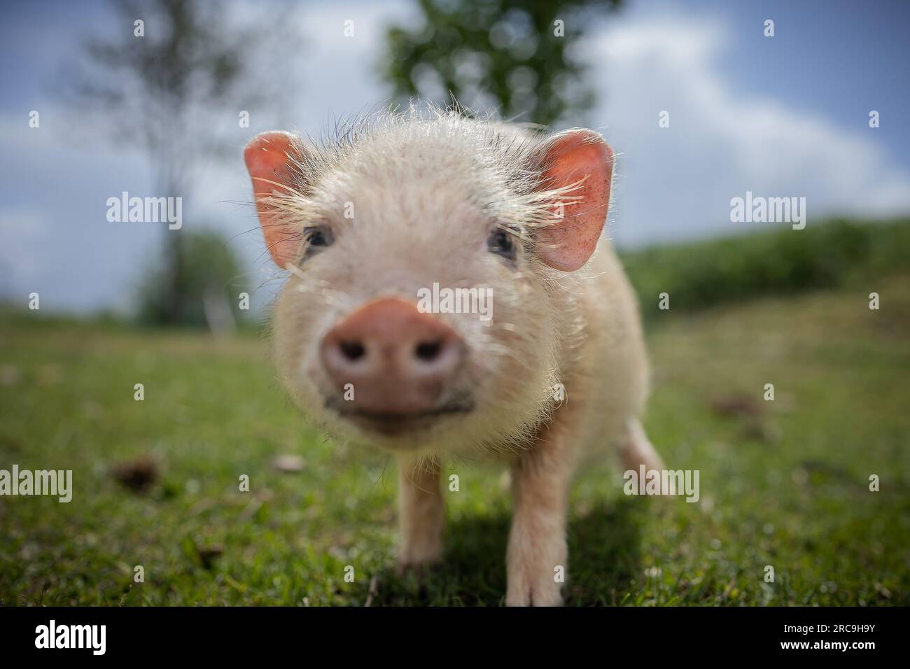 Neugieriges Minischwein-Ferkel kommt auf Kamera zu Stock Photo - Alamy