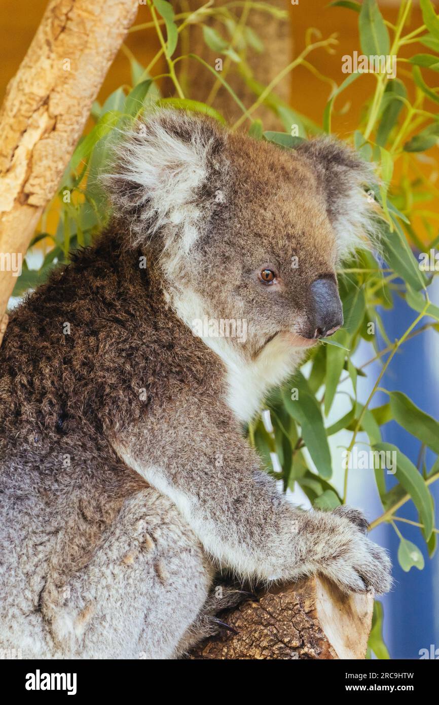 Koala in a Tree in Australia Stock Photo - Alamy