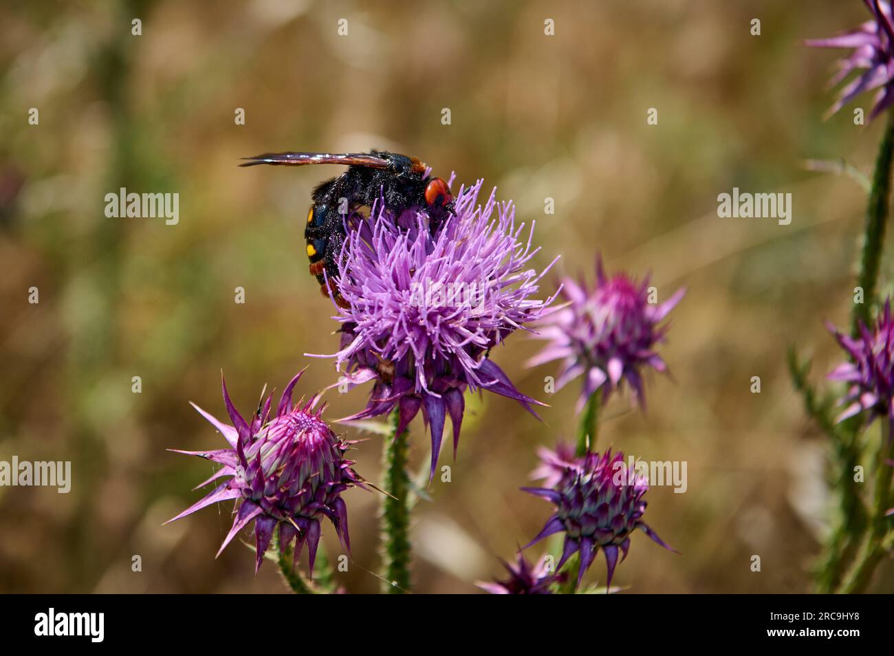 Rotstirnige Dolchwespe (Megascolia maculata), Patara, Tuerkei |mammoth ...