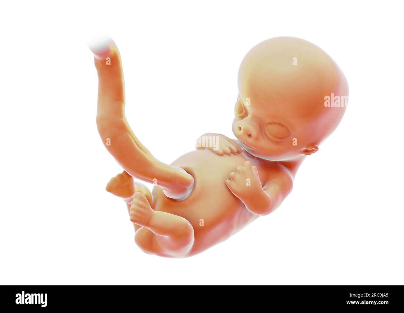 10 weeks fetus hi-res stock photography and images - Alamy