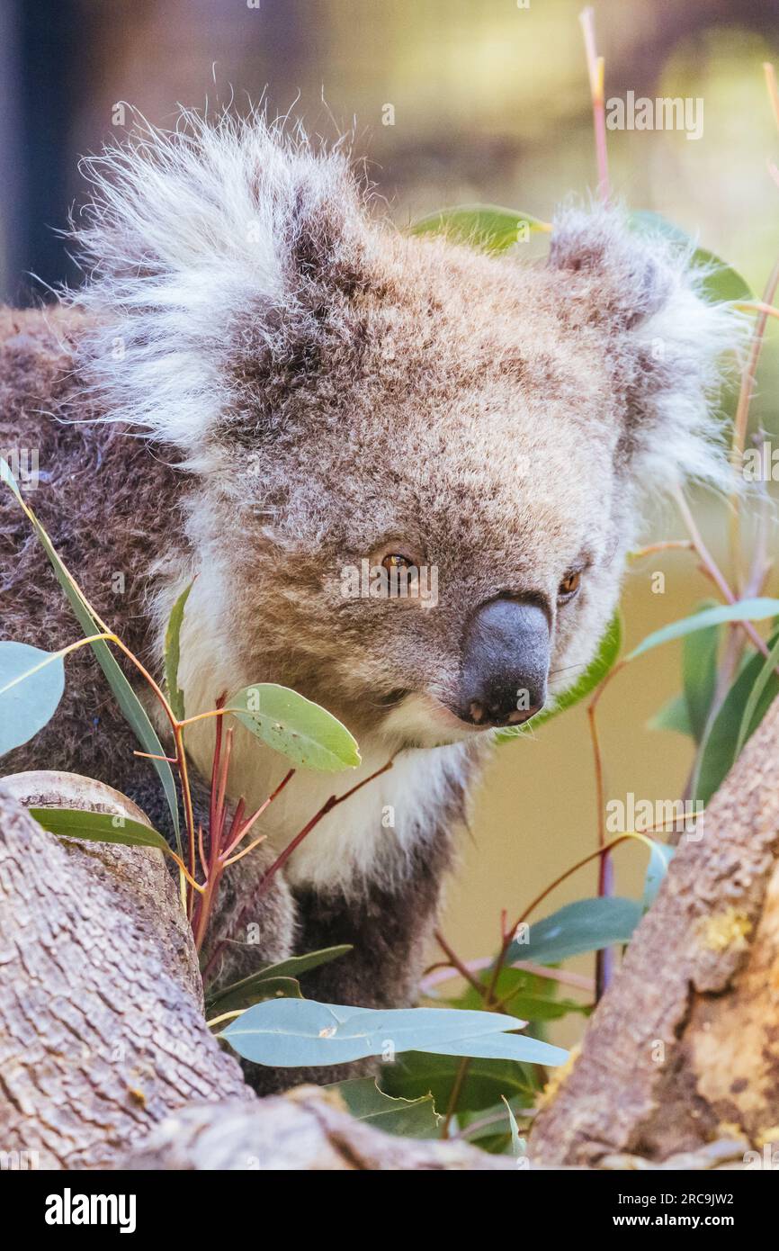 Koala in a Tree in Australia Stock Photo - Alamy
