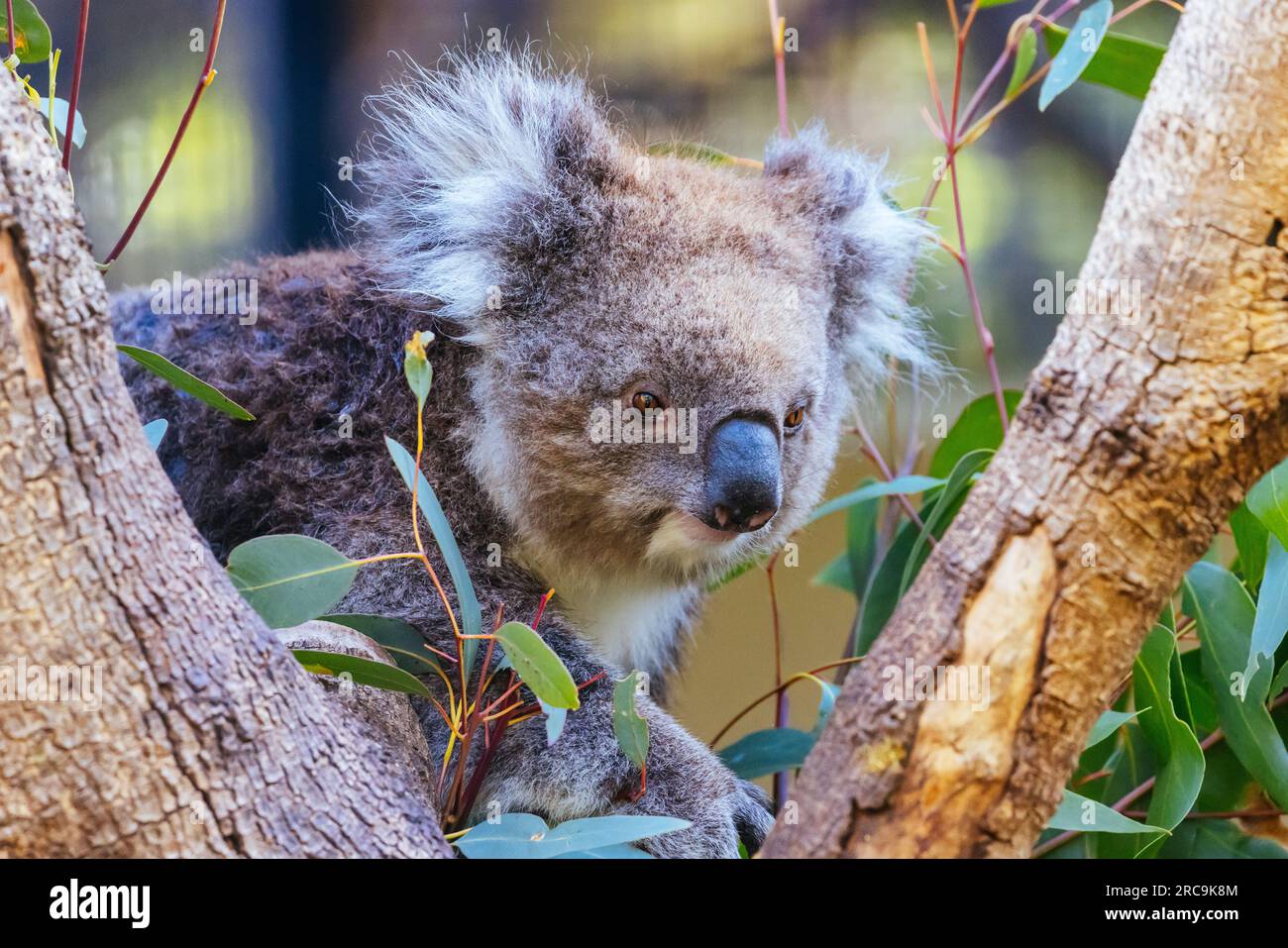 Koala in a Tree in Australia Stock Photo - Alamy