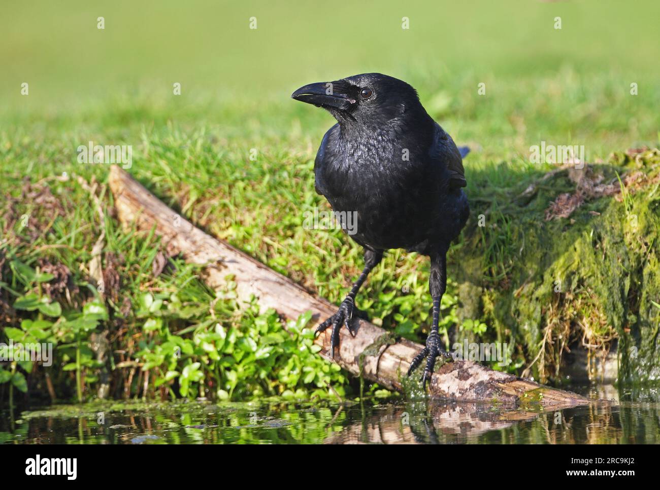 Carrion Crow (Corvus corone corone) adult drinking from pond Eccles-on ...
