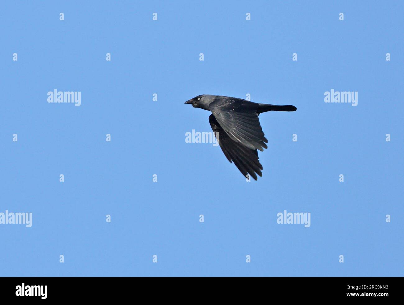 Western Jackdaw (Corvus monedula) adult in flight Norfolk, UK. May ...