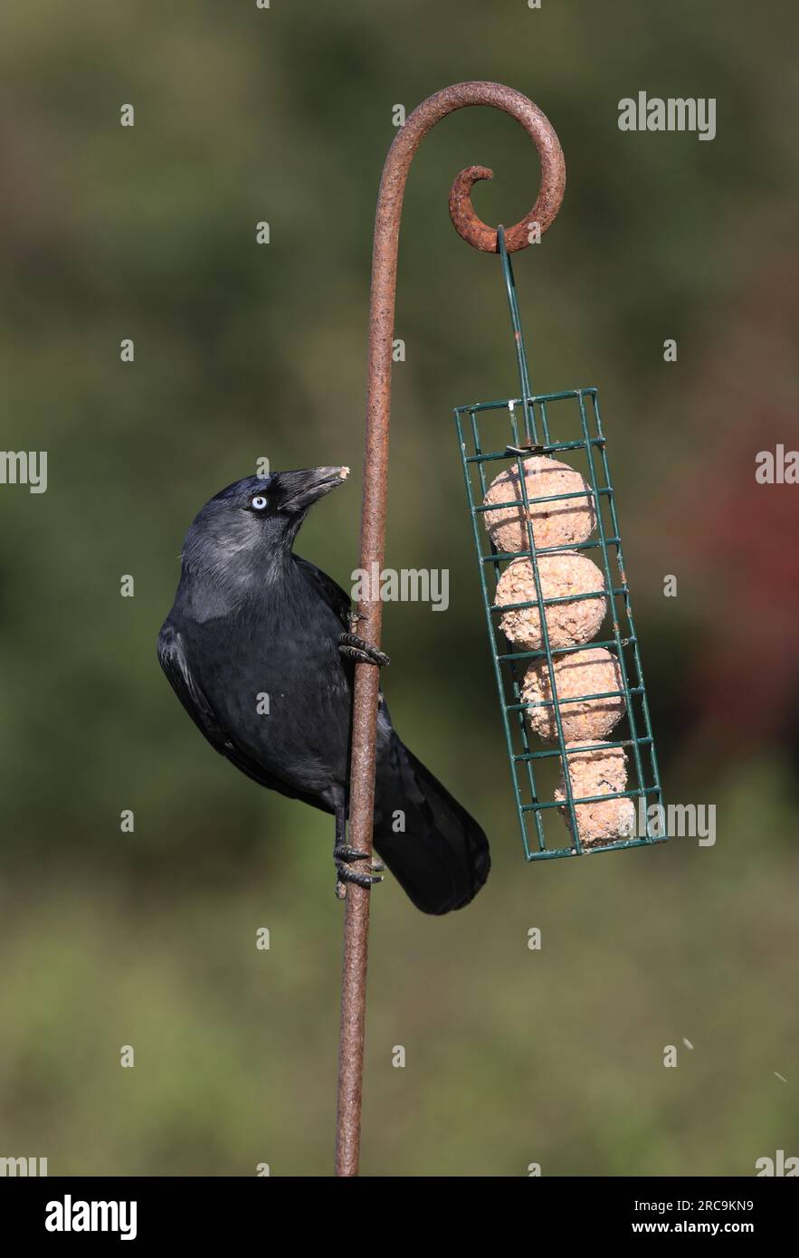 Western Jackdaw (Corvus monedula) adult feeding at fat ball feeder ...