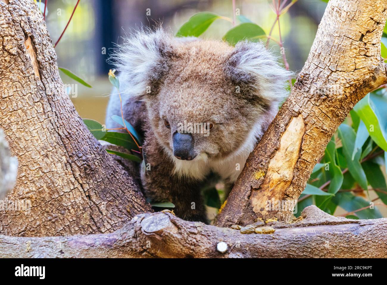Koala in a Tree in Australia Stock Photo - Alamy