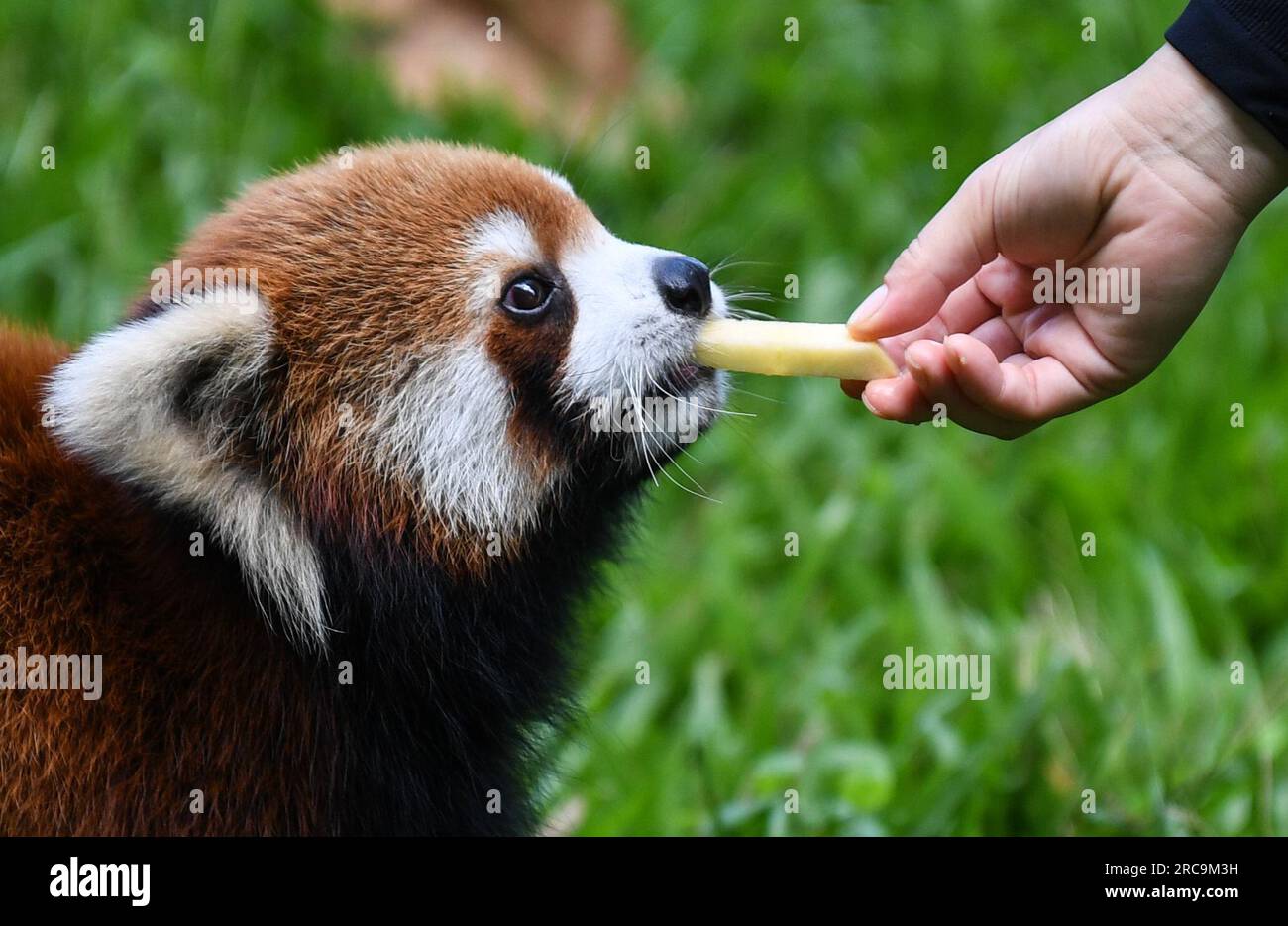 Red Panda Eating Fruit