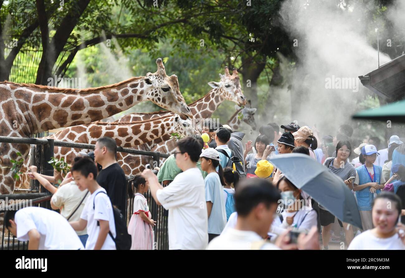 Guangzhou, China's Guangdong Province. 13th July, 2023. Giraffes are ...