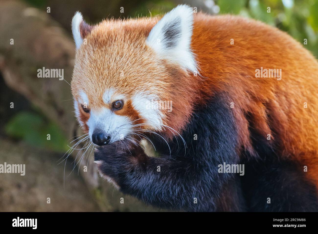 An inquisitive red panda in a zoo in Australia Stock Photo - Alamy